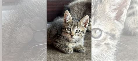 Котенок купить в Электрогорске Животные и зоотовары Авито