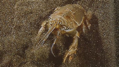 Spiny Mole Crab