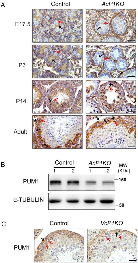 Sertoli Cell Pumilio Proteins Modulate Mouse Testis Size Through