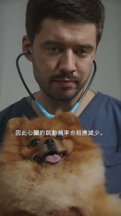你知道嗎？其實，鯨魚的心臟一天只跳動約三次！ 冷知識 科普 Youtube