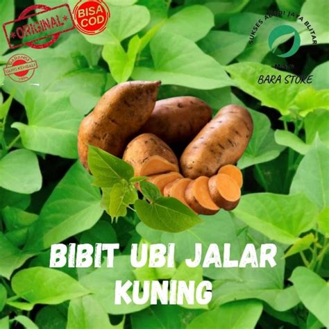 Jual Bibit Ubi Jalar Kuning Shopee Indonesia