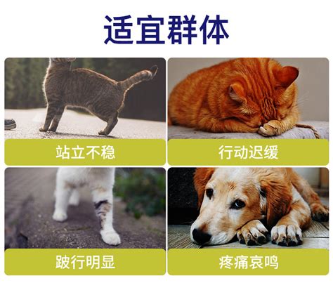 蓝特斯益固健60ml宠物软骨素猫咪关节宝修复狗关节炎补钙骨质疏松 虎窝淘