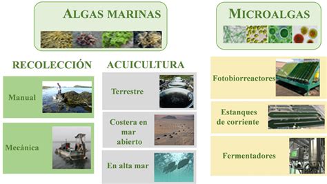 Ejemplos De Algas Diversidad Y Beneficios Para El Ecosistema