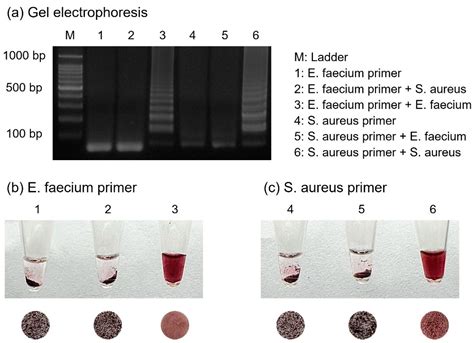 D Glucose Mediated Gold Nanoparticle Fabrication For Colorimetric Detection Of Foodborne Pathogens