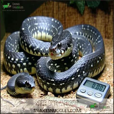 California King Snakes Facts With Pictures And Video Stunning Pet Reptiles
