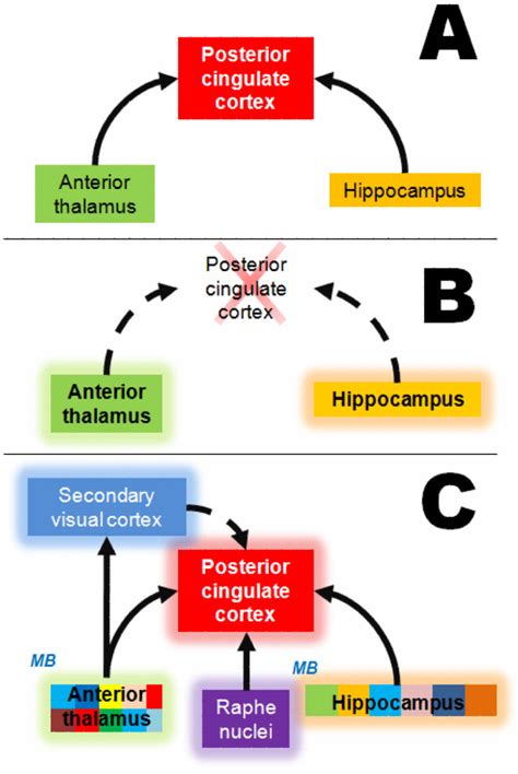 The Network Effects Of Mb Relevant To Visuospatial Memory Download
