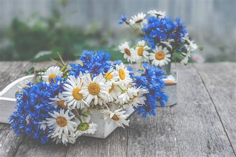 데이지와 오래 된 나무 배경 배경 Cornflowers의 아름 다운 야생 꽃의 꽃다발의 배경 공간 복사 0명에 대한 스톡 사진