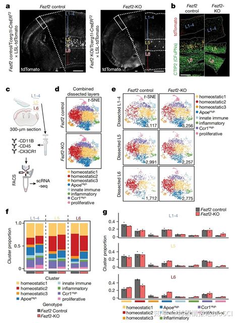 Nature小胶质细胞——潜伏在神经元周围的 忍者” 知乎