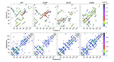 Contact maps computed for the complete ensemble of α syn dimers found