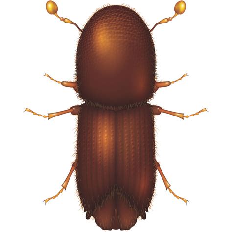 Australian Spider Beetle Pest Control Bayer