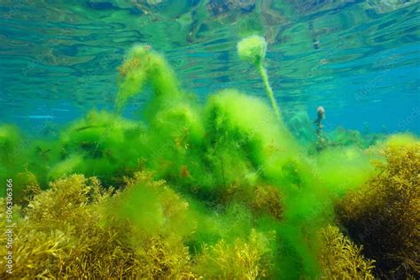 Algal Bloom Underwater In The Ocean Green Filamentous Algae Growing