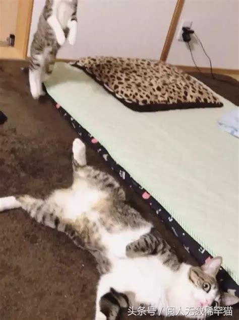 可爱呆萌网红猫 suzume and unagi 的近况 每日头条