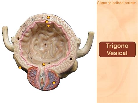 Laboratório De Anatomia Jogo Sistema Urinário