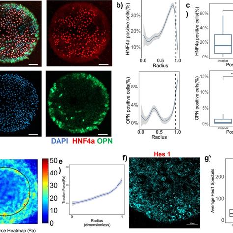 Patterned Liver Progenitor Differentiation Cellular Forces And Notch