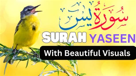 Surah Yasinyaseen Beautiful Visual Full Beautiful Recitation Voice