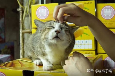 我在香港撸店猫这里处处能见猫简直是爱猫者的撸猫圣地 知乎