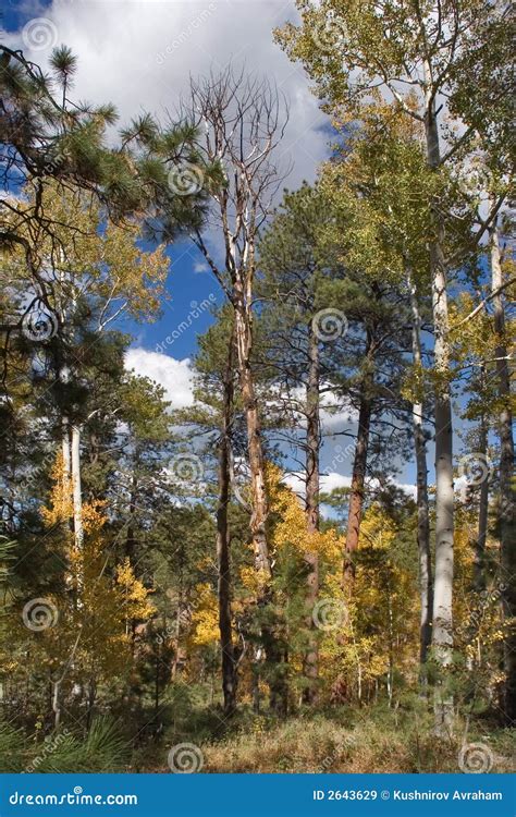 Small Grove Stock Image Image Of Plant Silhouette Nature 2643629