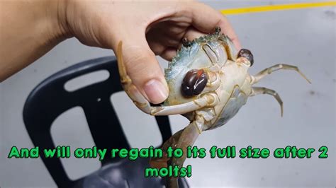 Can a crab survive without its claws? [2022] | QAQooking.wiki