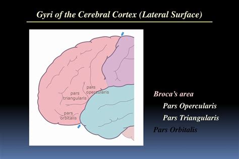 The Brain By Khaled Na3im Part I Ppt Download
