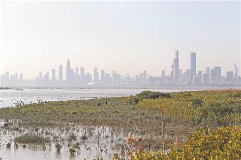 福田区直击2024黑脸琵鹭全球同步普查启动 深圳政府在线 深圳市人民政府门户网站