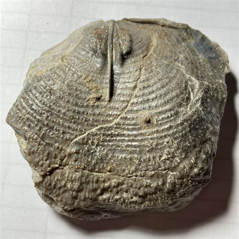 Large Shell From Kc Limestone Species Fossil Id The Fossil Forum