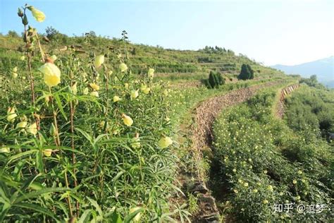 汝阳十八盘乡登山村：梯田山连山 黄蜀葵花开醉乡间 知乎