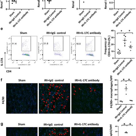 Il 17c Neutralization Reduced Renal Inflammation And Th17il 17a