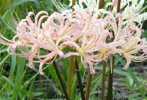 ヒガンバナ（彼岸花）に似ている花達 優しい雨