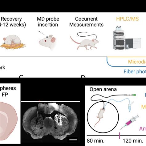 Concurrent Within Mouse Microdialysis And Fiber Photometry Recordings Download Scientific