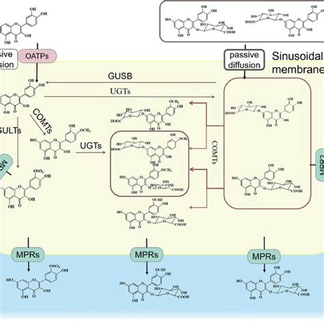 Schematic Representation Of Processes Of Quercetin Absorption