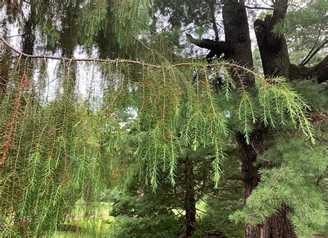 Provenance And Plants Juniperus Rigida Temple Juniper Morris