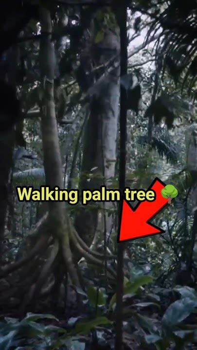 Walking Palm Tree 🌳shorts Youtube