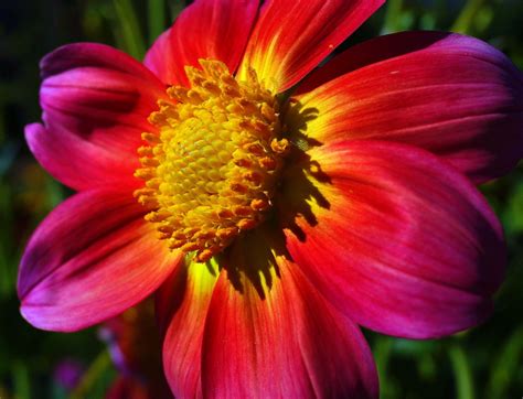 무료 이미지 자연 사진술 꽃잎 플로라 꽃들 닫다 달리아 뉴타레아 플로어 A77 Ggl1 개비 1 Xovesphoto 해열 괴사 Sonya77v