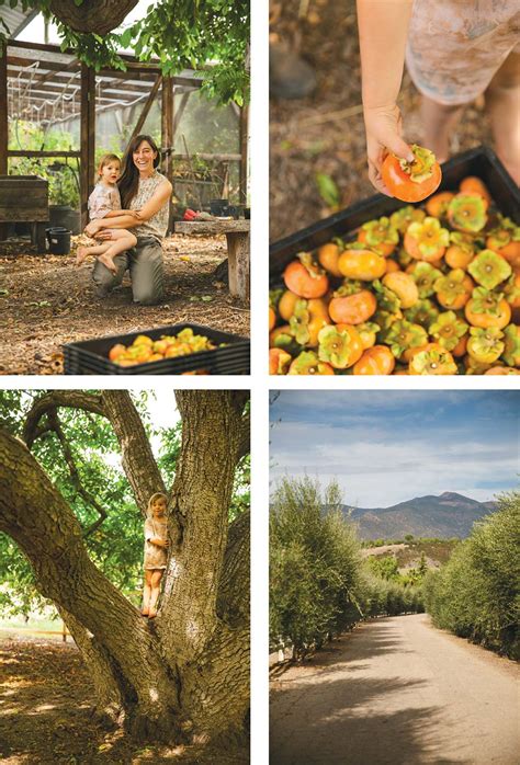Under The Mama Tree Edible Ojai And Ventura County