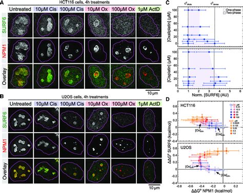 Oxaliplatin Demixes The Granular Component Phase Of Nucleoli A And B Download Scientific