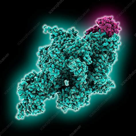 Rna Polymerase Holoenzyme Stock Image C035 5393 Science Photo Library