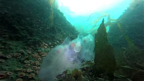 Twin Sailed Salp In Morro Bay Youtube