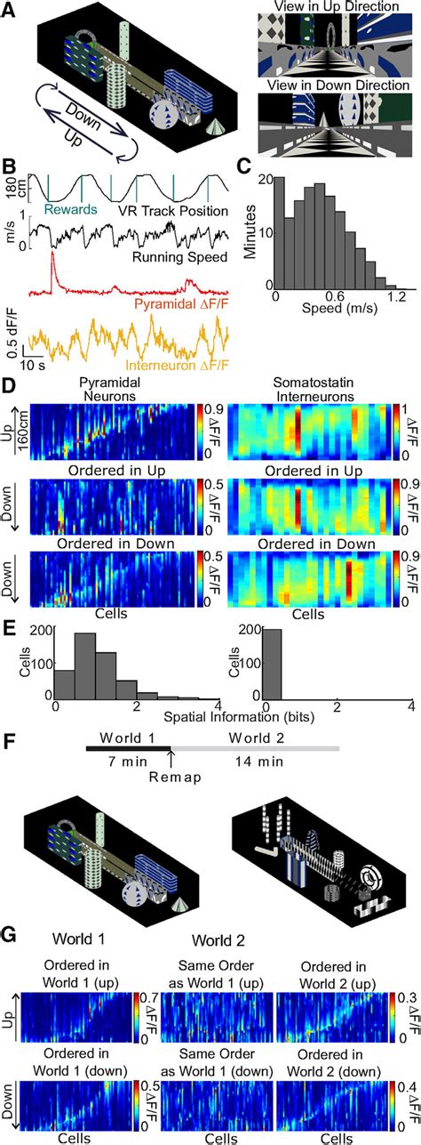 Spatial Activity Of Neurons And Remapping In Vr A Overview Of Vr Download Scientific Diagram