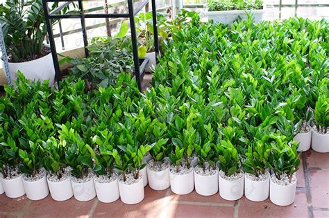 Cây Kim Tiền để Bàn Chậu Nhựa