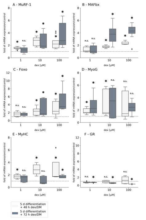 Western Blot Of Differentiated Myotubes After Dex Treatment Myotubes