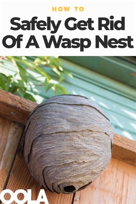 How To Get Rid Of Wasps In Garden Soil