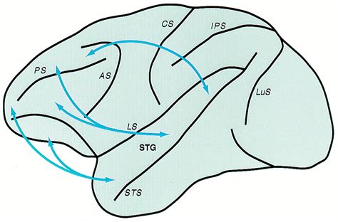Secondary Auditory Cortex