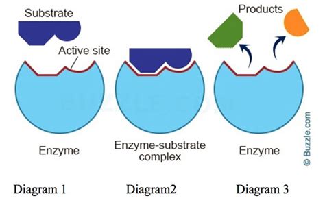 Draw A Schematic Model Of An Enzyme Enzyme Function Substrat