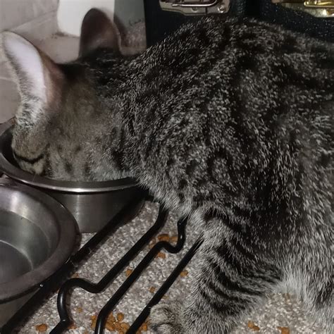 Maggie Henehan Youtube