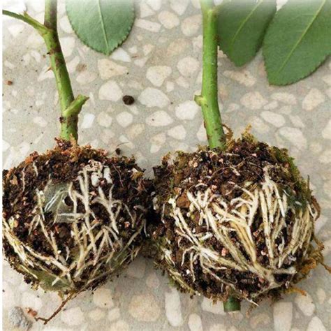 Fruit Plant Tree Rooting Ball Root Box Plastic Cas Vicedeal