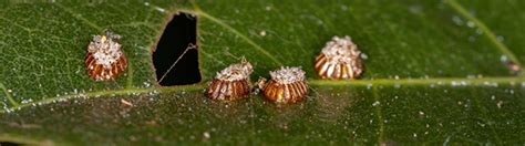 Assassin Bug Eggs The Garden Center At Johnson Nursery Blog