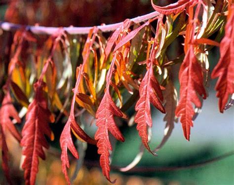 Best Trees Shrubs For Fall Color