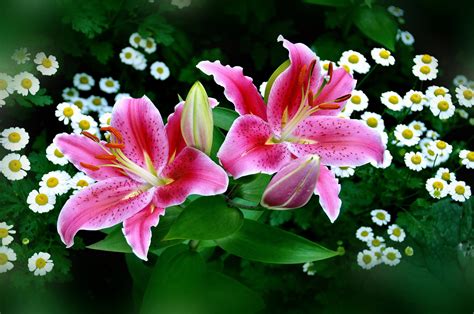 🔥 50 Easter Lilies Wallpapers Wallpapersafari