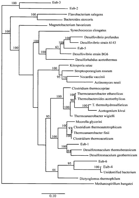Phylogenetic Tree For Eubacteria Showing The Positions Of The Six Otus Download Scientific