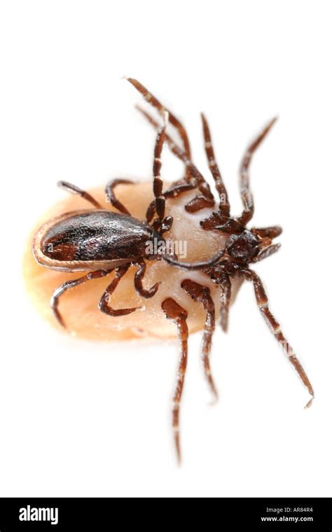 Mating Ticks Cut Out Stock Images And Pictures Alamy